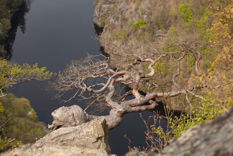 A Resinous Tree on a River Background Stock Image - Image of pine ...