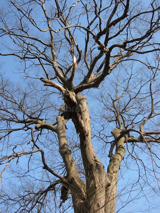 Resolutely and Confidently Like a Tree Stock Image - Image of ...