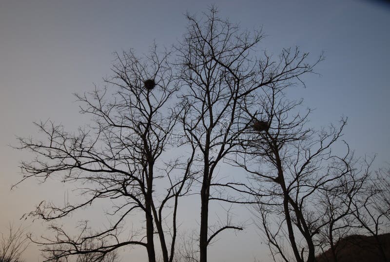 Resolutely and Confidently Like a Tree Stock Photo - Image of frost ...