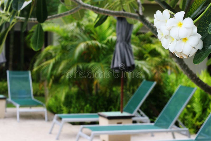 Resort flowers stock image. Image of furnishings, fragrant - 5642085