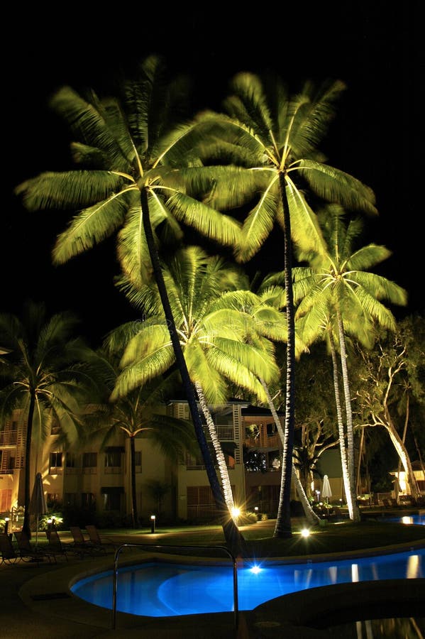 Resort palm trees at night stock photo. Image of tropic - 5694334