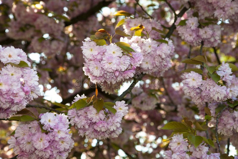 Resorte foto de archivo. Imagen de rosa, puro, despertar - 23062202