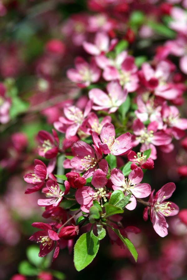 Resorte en el jardín foto de archivo. Imagen de bosque - 2419142
