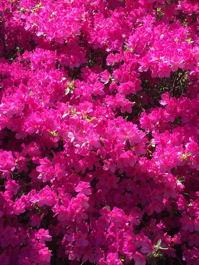 Resorte rosado imagen de archivo. Imagen de rosa, hermoso - 129633685