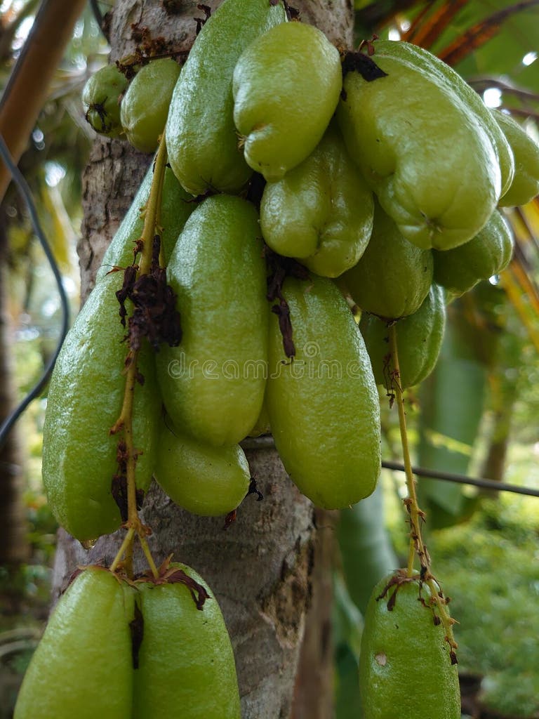 Blox Fruit Logo Stock Photos - Free & Royalty-Free Stock Photos from ...