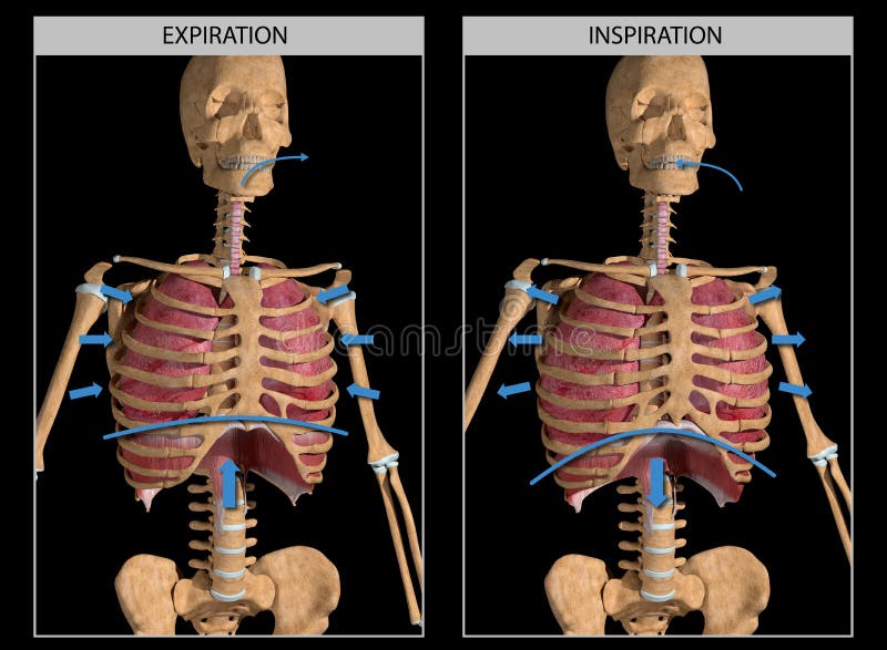 3d Illustration of Inspiration and Expiration in the Breathing ...