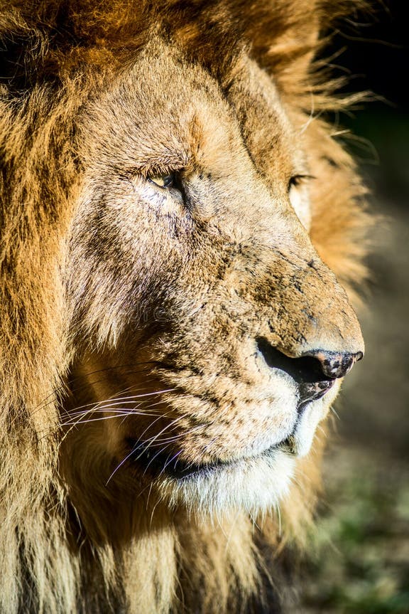 Respect stock image. Image of pride, portrait, mammal - 48359089