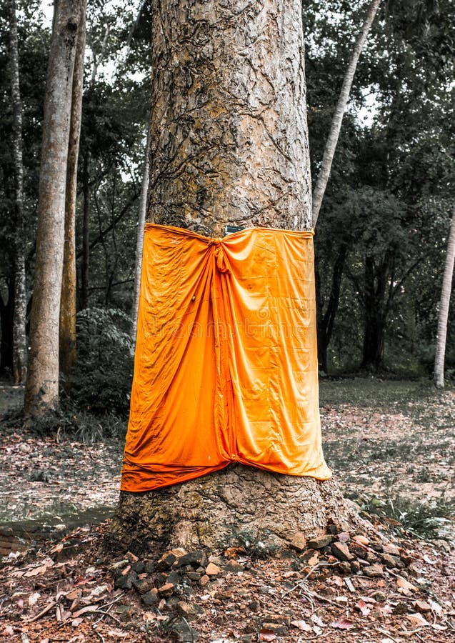 Respective Thailand Big Old Tree Stock Photos - Free & Royalty-Free ...