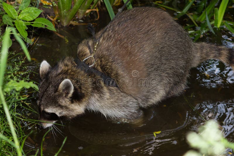 Un mapache en el agua foto de archivo. Imagen de investigue - 98832994