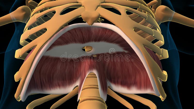 Respiratory Diaphragm Anatomy for Medical Concept 3D Rendering Stock ...