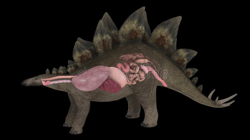 Respiratory and Digestive System of a Stegosaurus Dinosaur Stock ...
