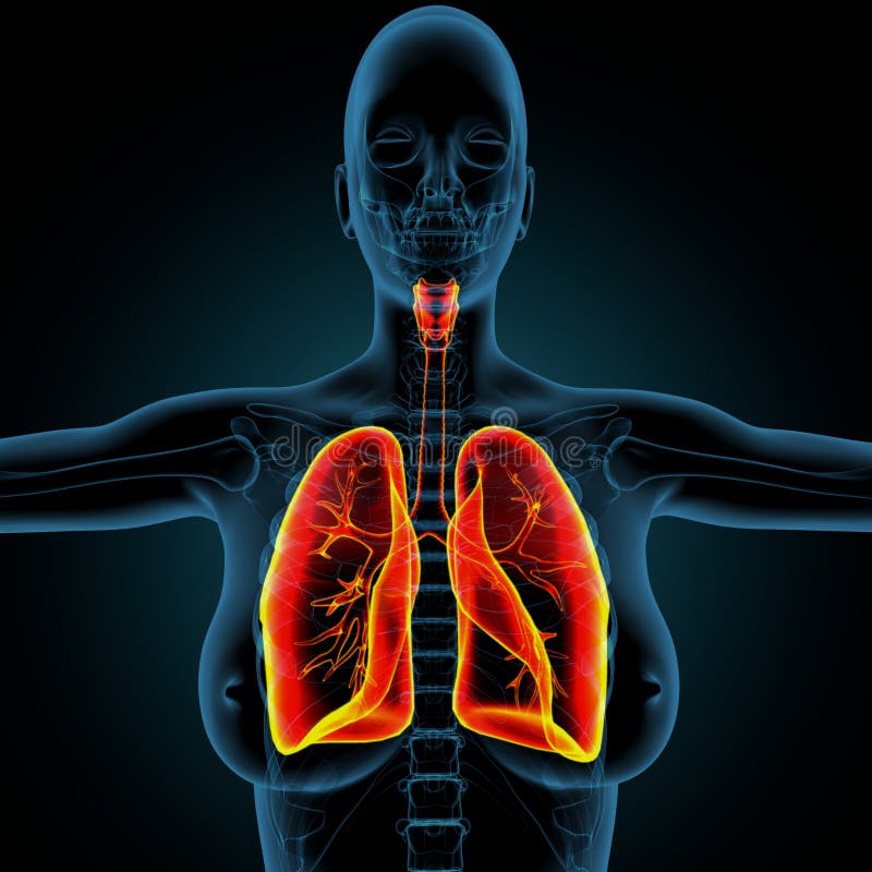 3d Illustration of Human Lungs Human Respiratory System Anatomy Stock ...