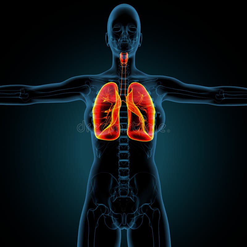 3d Illustration of Human Lungs Human Respiratory System Anatomy Stock ...