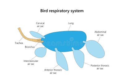 Bird Respiratory System in Lateral View. Vector Illustration. Stock ...