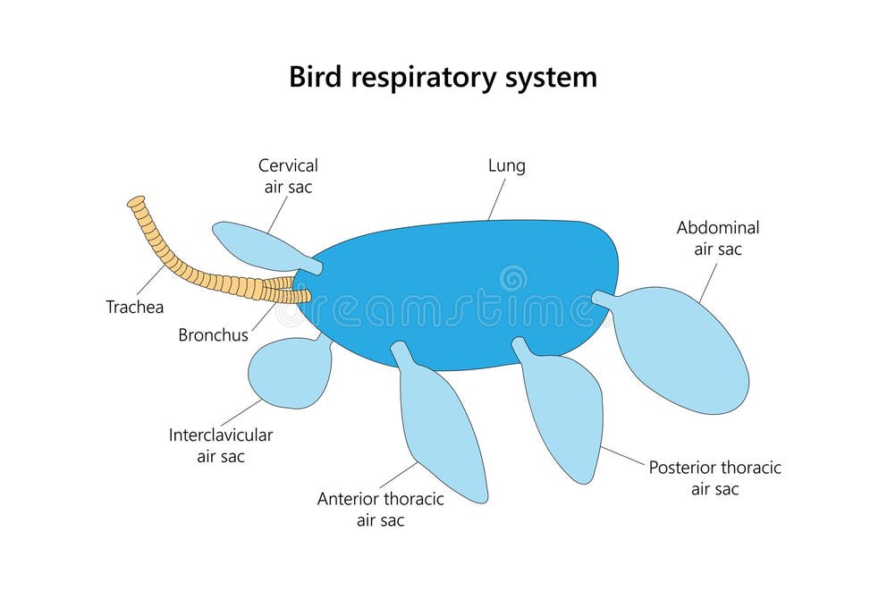 Bird Respiratory System in Lateral View. Vector Illustration. Stock ...