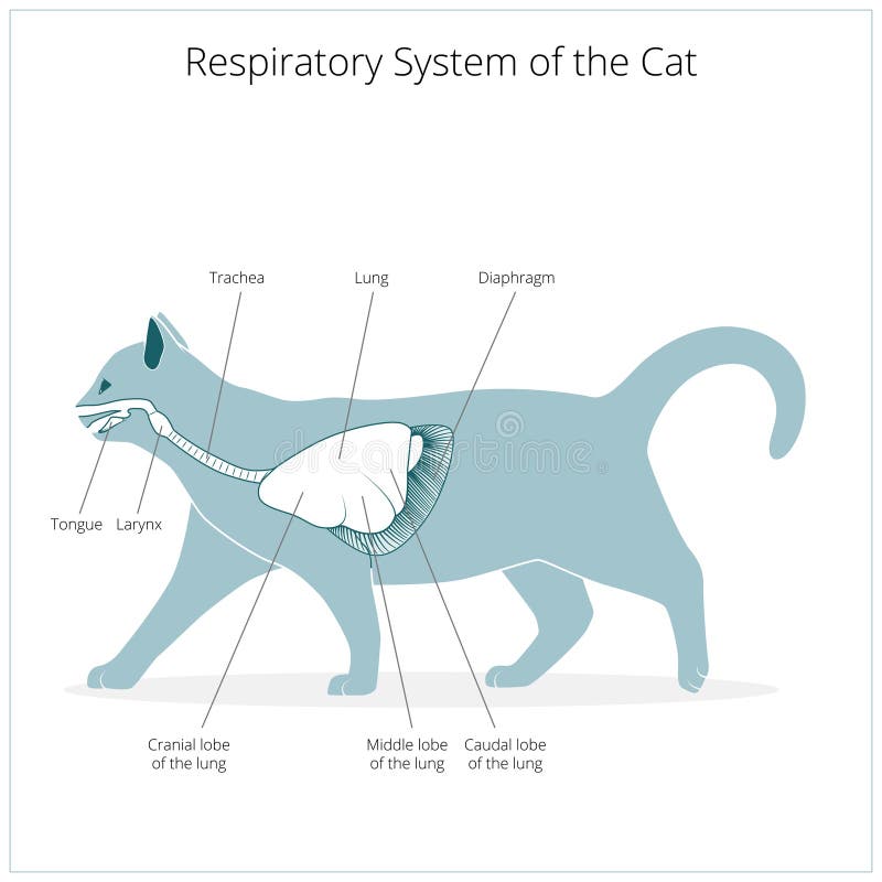 Respiratory System of the Cat Vector Illustration Stock Vector ...