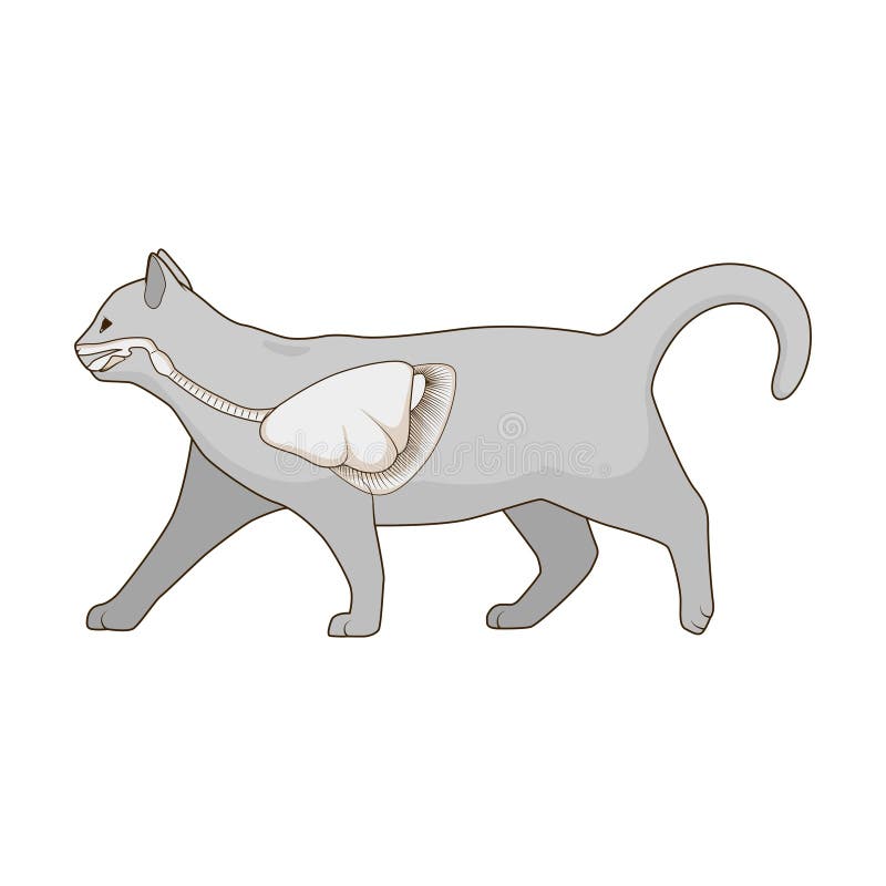 Respiratory System of the Cat Vector Illustration Stock Vector ...