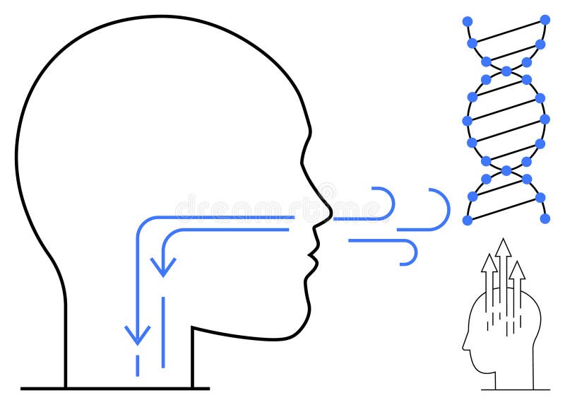 Human Respiratory Process Stock Illustrations – 378 Human Respiratory ...