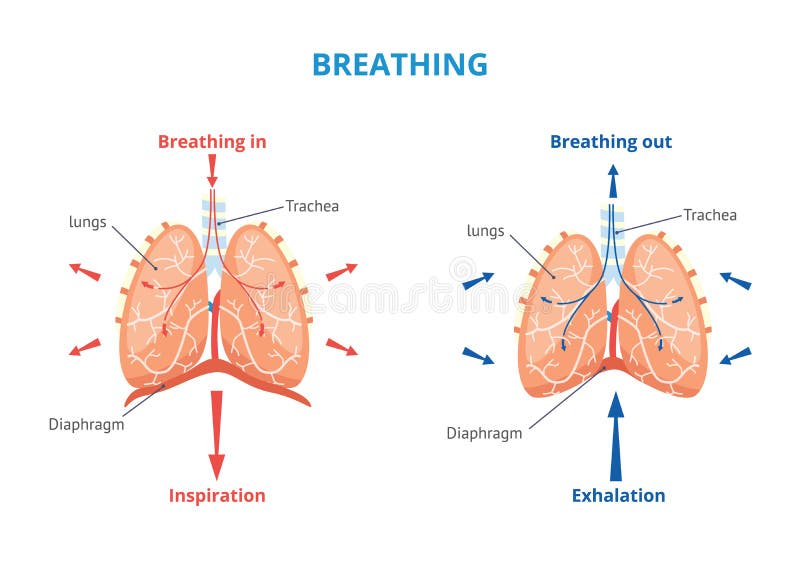 Respiratory System of Human the Breathing Airway Vector Medical ... Respiratory System of Human the Breathing Airway Vector Medical ...