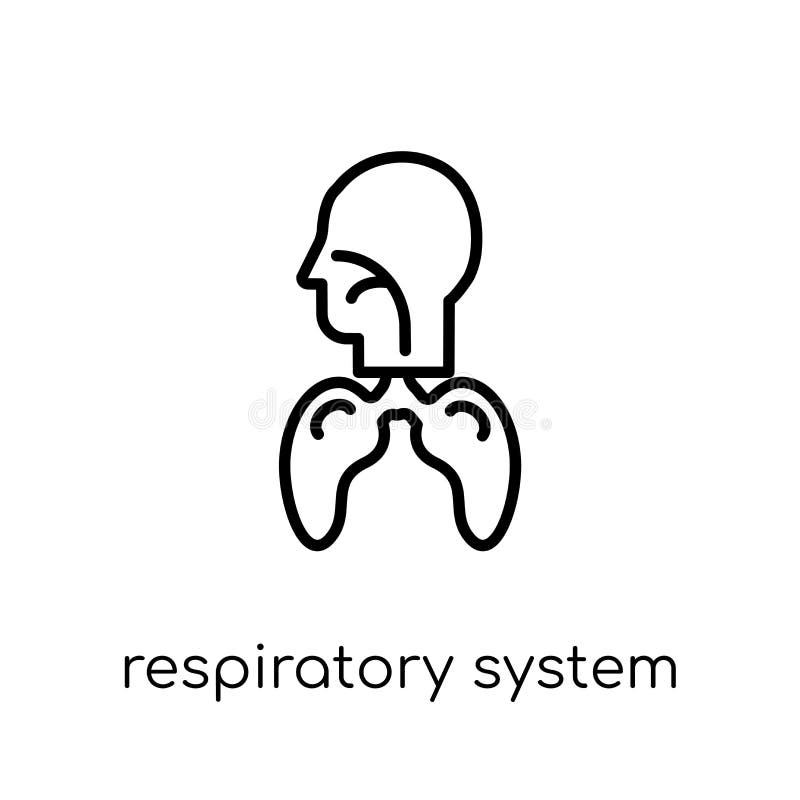 Human Upper Respiratory System Stock Illustrations – 406 Human Upper ...
