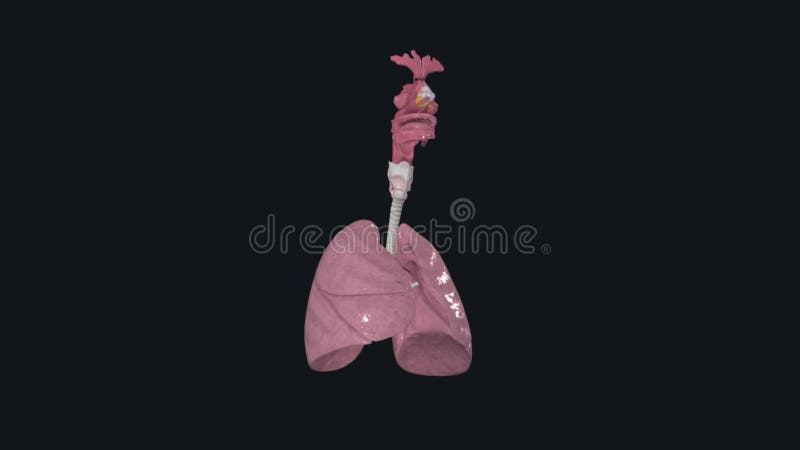 The Respiratory System Includes the Nose, Mouth, Throat, Voice Box ...