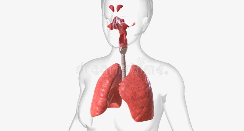 The Respiratory System is Made of All of the Structures that Bring ...