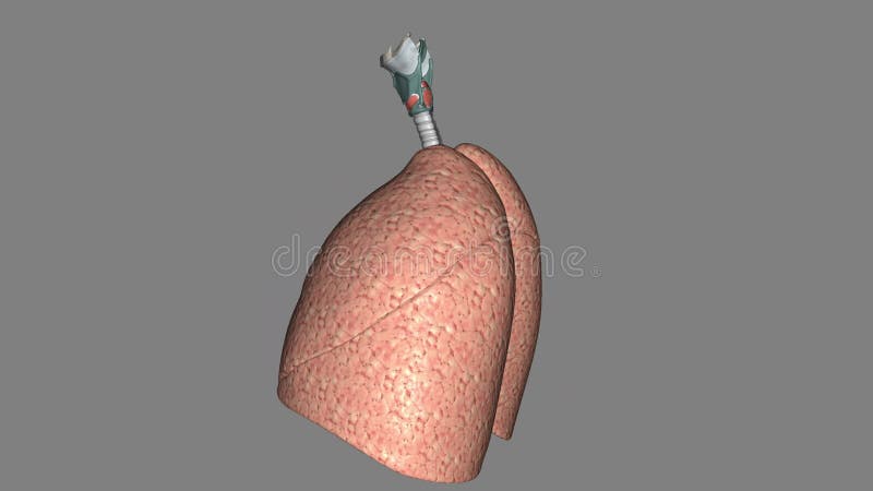 The Respiratory System is the Network of Organs and Tissues that Help ...