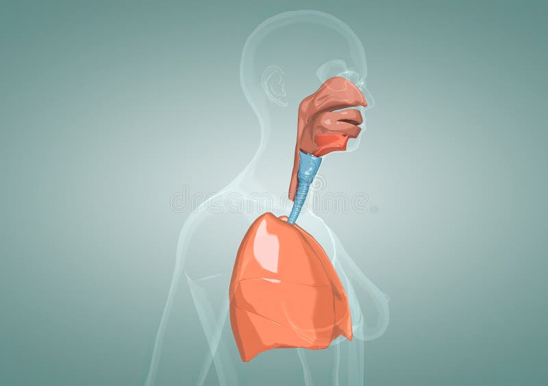 The Respiratory System is the Network of Organs and Tissues that Help ...