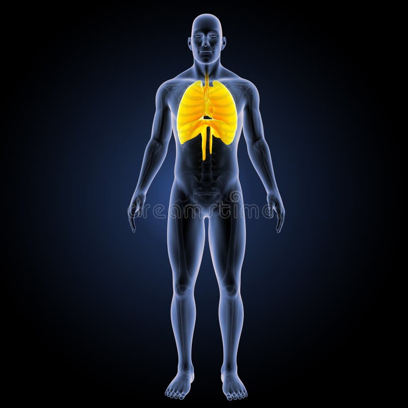 Respiratory System With Skeleton Anterior View Stock Illustration ...