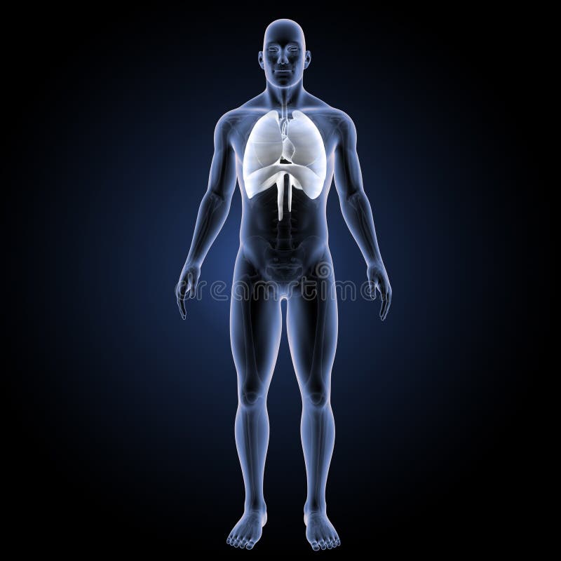 Respiratory System with Skeleton Anterior View Stock Illustration ...