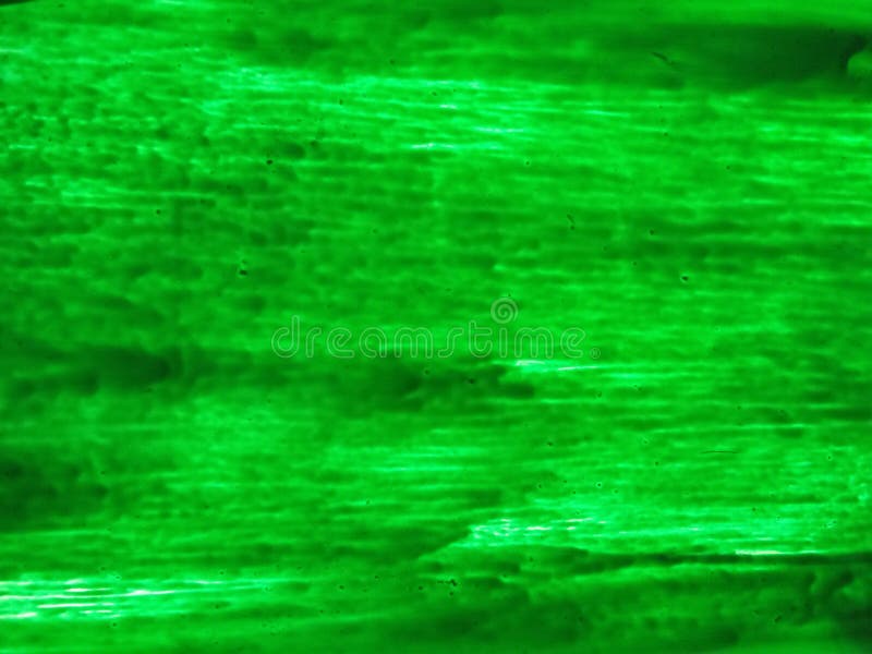 Resplandor Y Color Verde Hermoso Foto de archivo - Imagen de resplandor ...