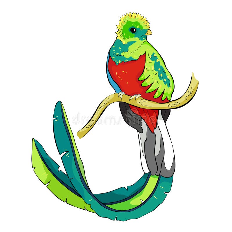 The Resplendent Quetzal Bird Male. Vector Illustration Stock Vector ...