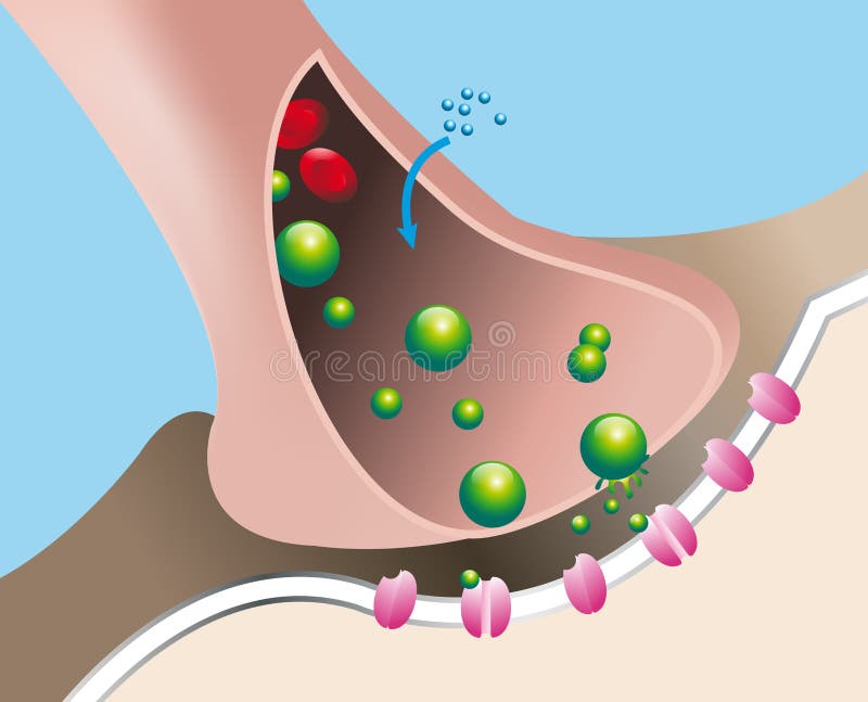 Response To a Nerve Impulse Stock Illustration - Illustration of ...