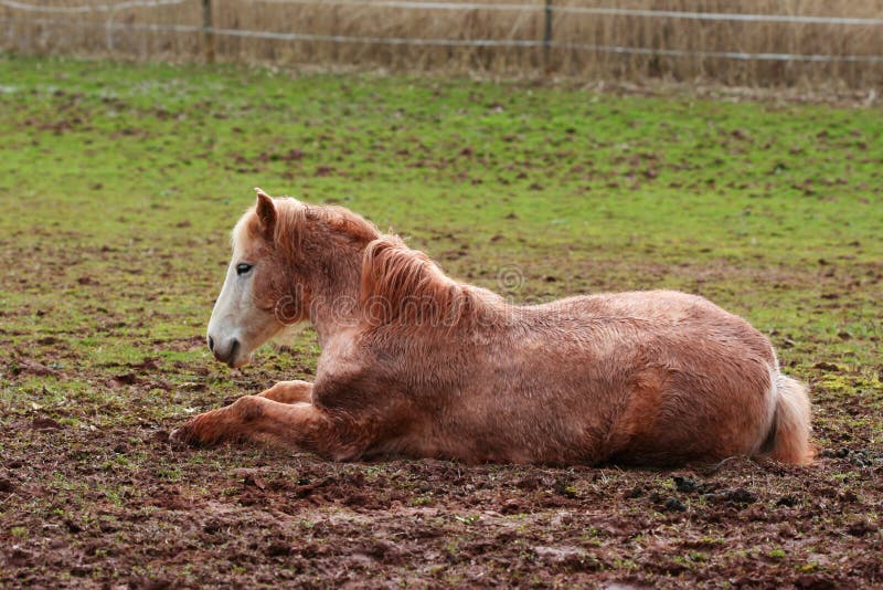 Rest stock image. Image of lying, mammals, animals, rest - 2082323