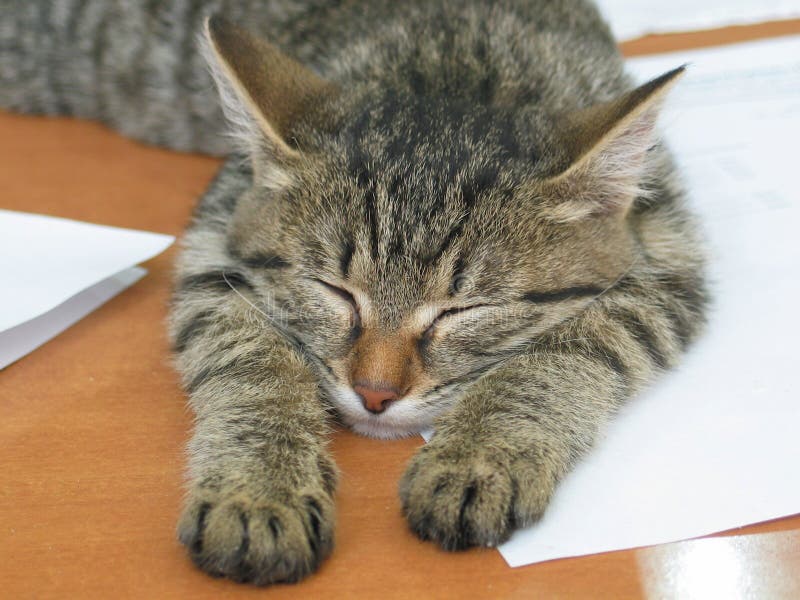 Free Animals (Pets) pictures, photos & images - Royalty-Free and Public ...