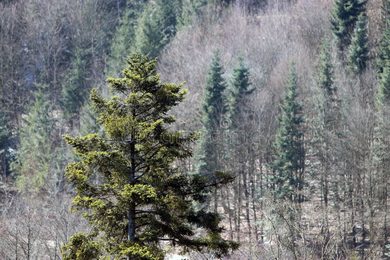 Bavarian Needle Forest in Winter Stock Photo - Image of high, teeth ...