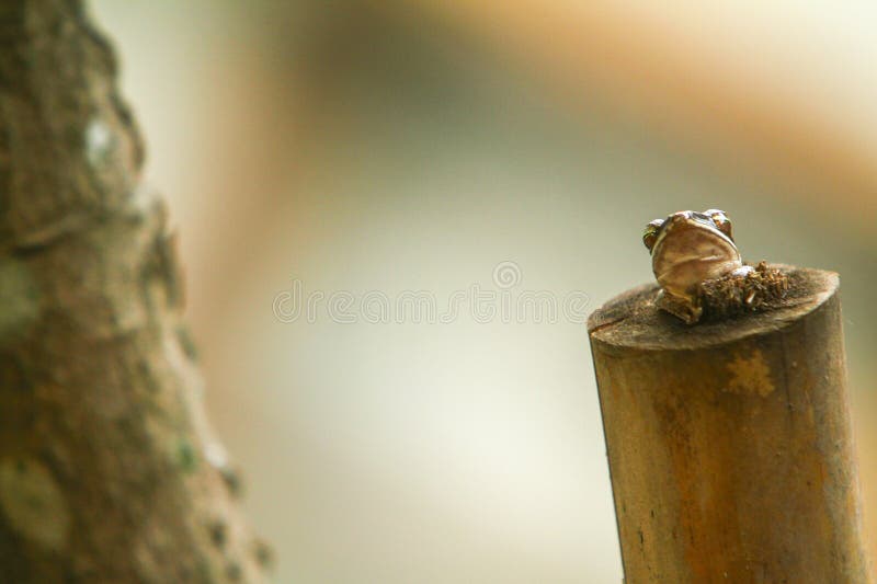 Rest on bamboo stock photo. Image of tropical, jump - 304752496