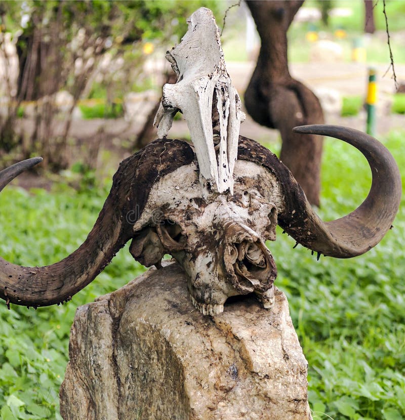 Rest of bones with horns stock image. Image of horn - 209875967