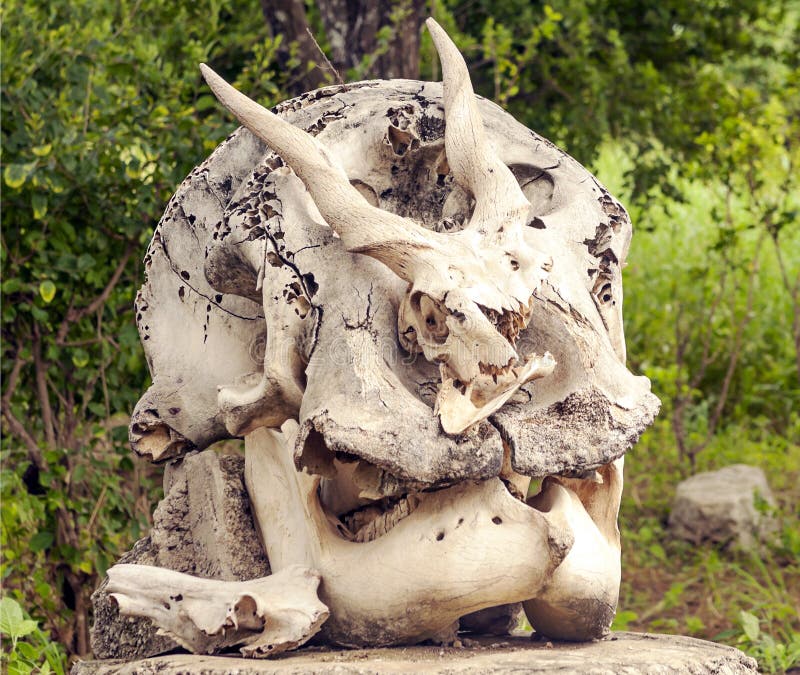 Rest of bones with horns stock image. Image of head - 209876301