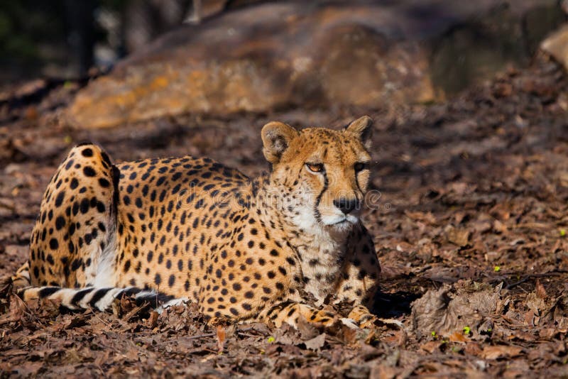 On a Rest.a Bright Red Cheetah is Resting and Looking Down on a ...
