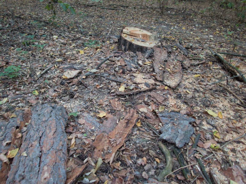 Rest of a Cut Tree in a Forest Stock Image - Image of ecology, stack ...