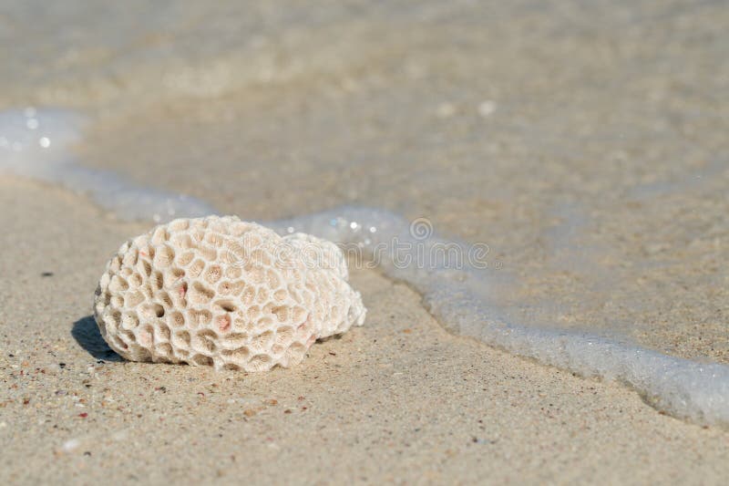 Rest of a Dead, Bleached Coral Washed Ashore on a Sandy Beach. Stock ...