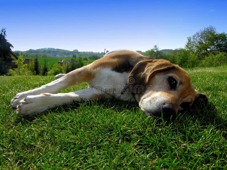 Rest dog stock photo. Image of animal, beagle, touching - 2419704
