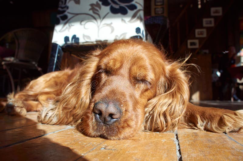 Rest dog stock image. Image of sunshine, room, light - 28315503