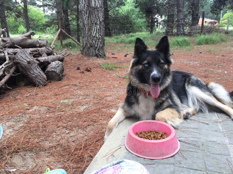 The rest dog stock photo. Image of perro, mountains, holidays - 97059896
