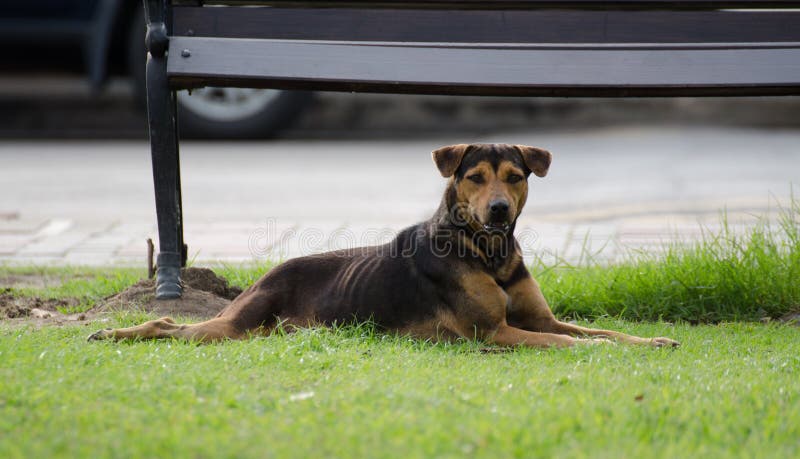 Rest dog stock image. Image of waiting, lying, pretty - 35342105