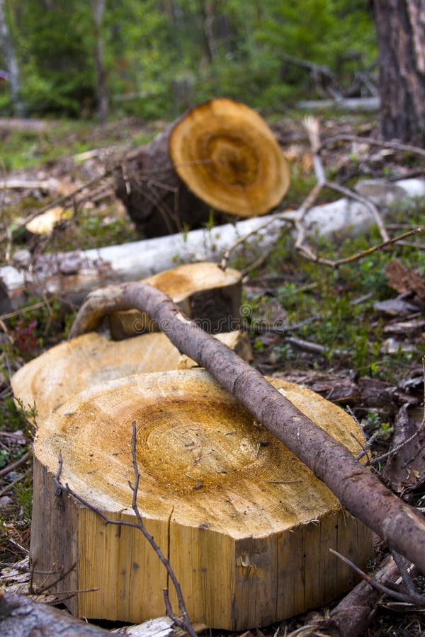 Rest of felled tree stock image. Image of billet, brown - 27078301