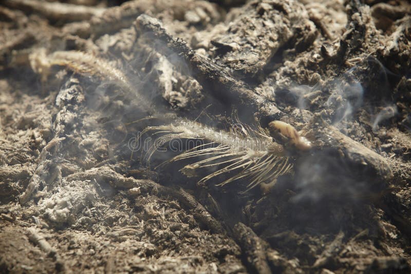 Rest of Fisk in Fire - Fish Bone Stock Photo - Image of guitar ...