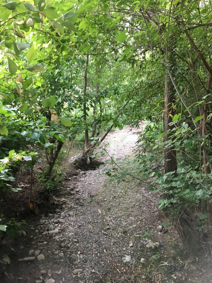 Rest in the forest stock image. Image of forest, nature - 254500147