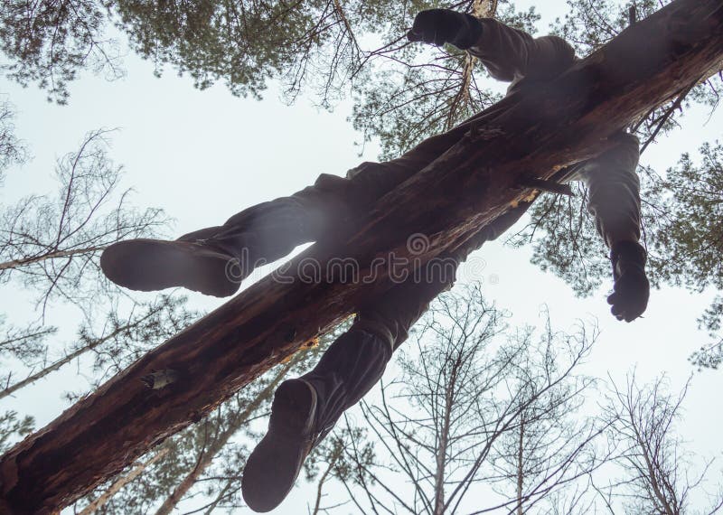 Rest lying on a tree trunk stock image. Image of pine - 165215921